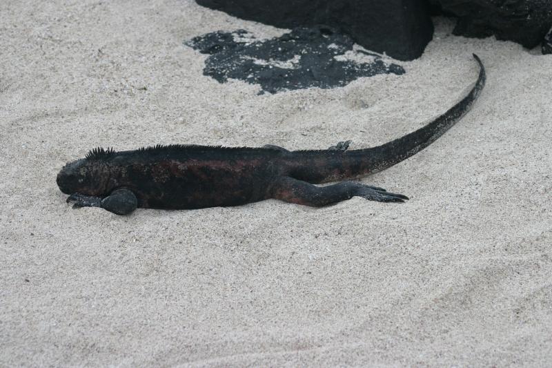 Marine Iguana | Pics4Learning