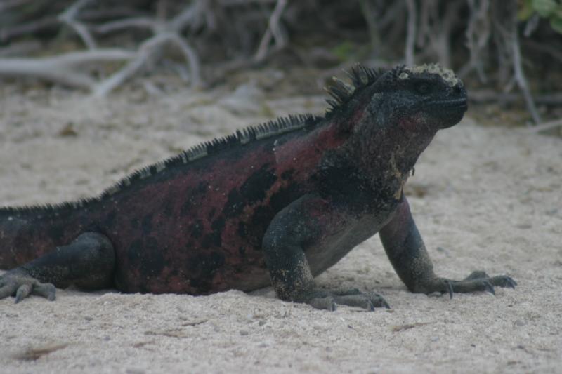 Marine Iguana | Pics4Learning