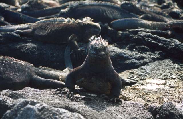 Marine Iguanas basking on rocks | Pics4Learning