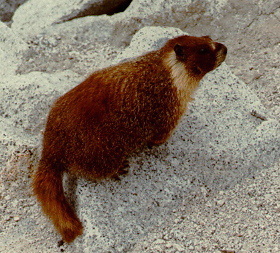 marmot | Pics4Learning