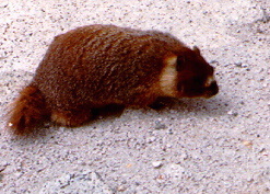 marmot | Pics4Learning