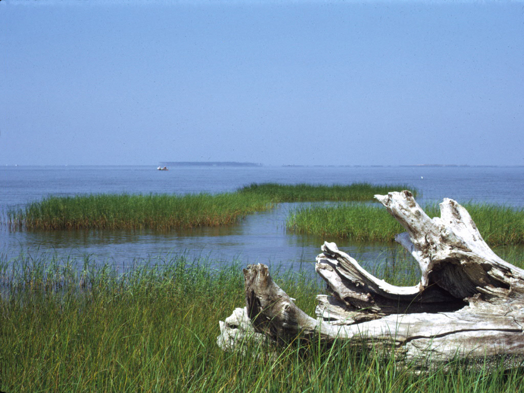 Gulf marsh | Pics4Learning