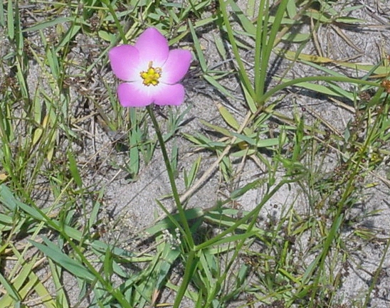 Marsh Pink | Pics4Learning