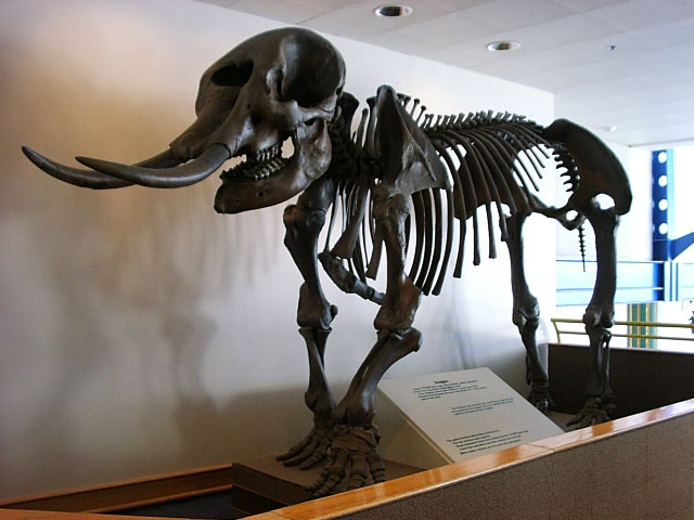 mastadon | Pics4Learning