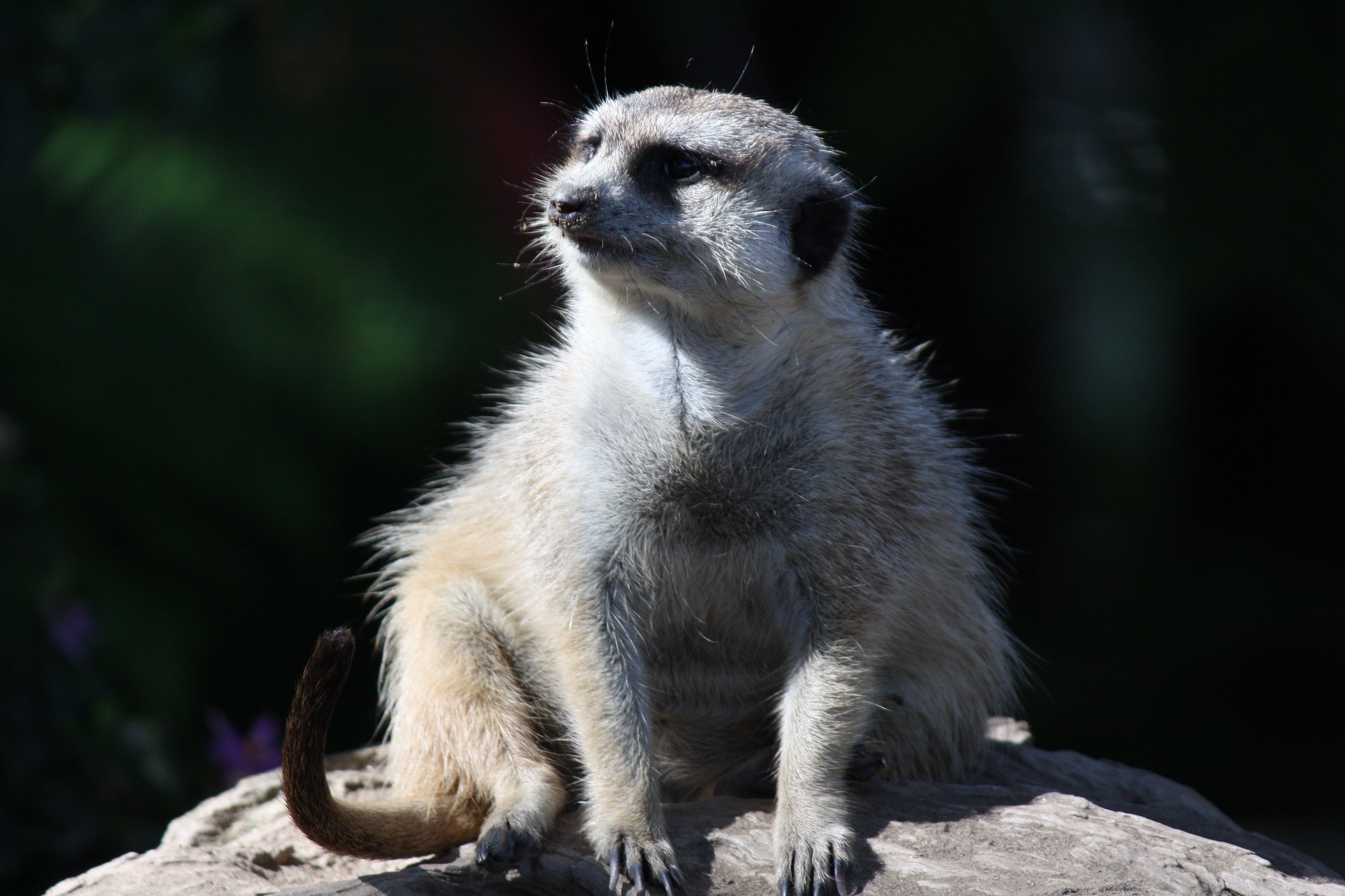 Meercat | Pics4Learning