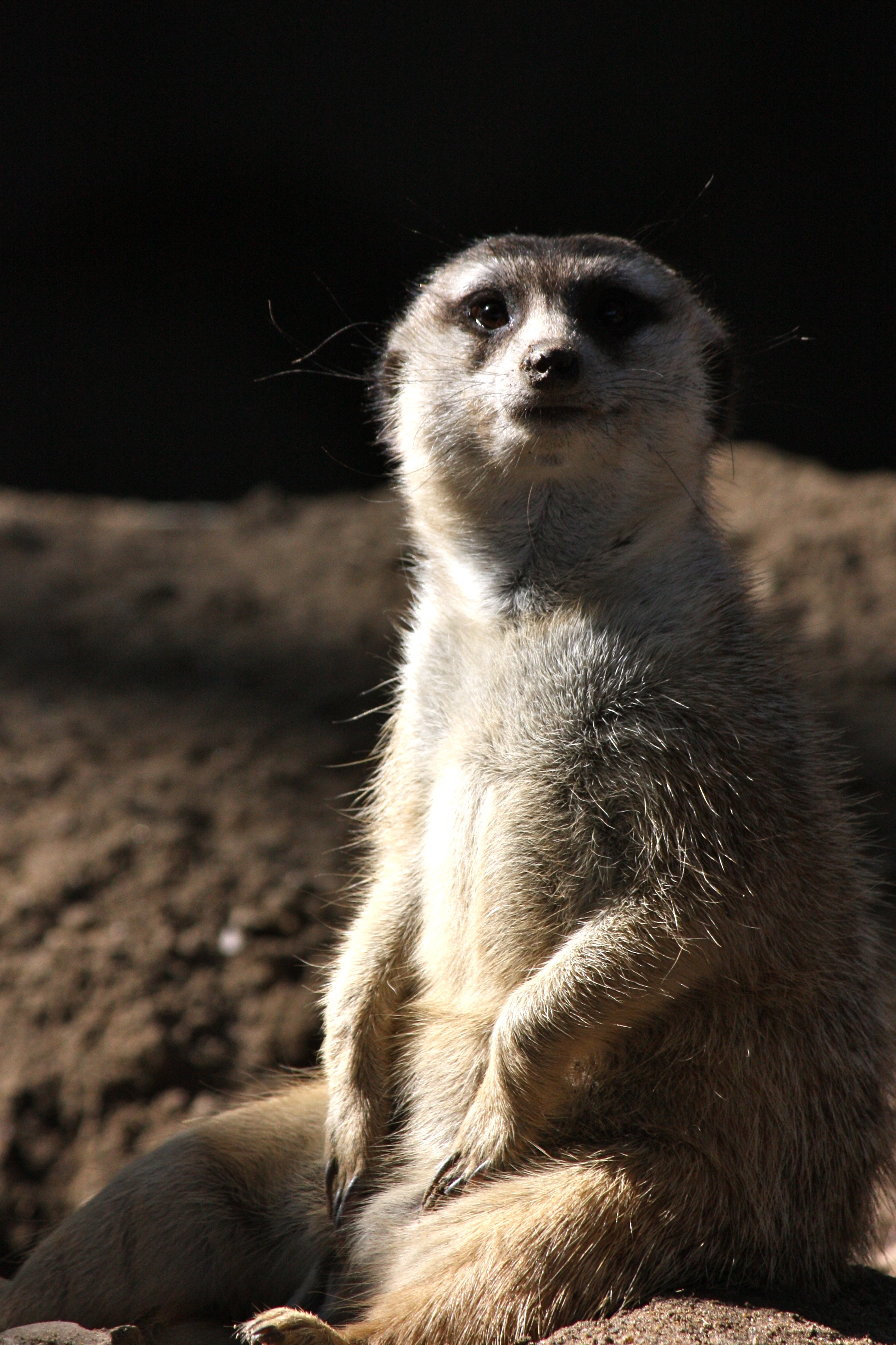 Meercat | Pics4Learning
