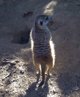 meerkat enjoying the sun | Pics4Learning