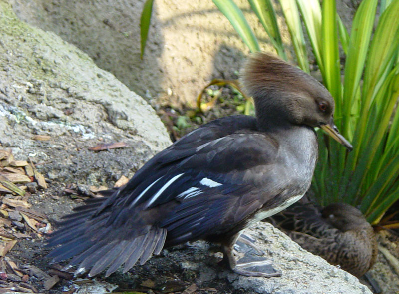 Merganser duck, female | Pics4Learning