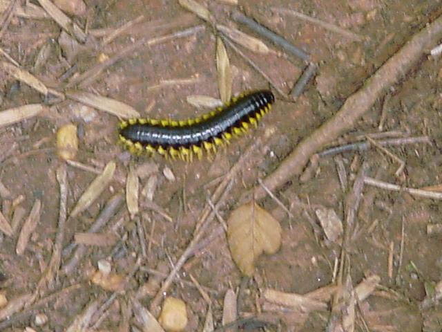 Milipide | Pics4Learning