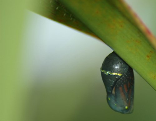 Chrysalis | Pics4Learning