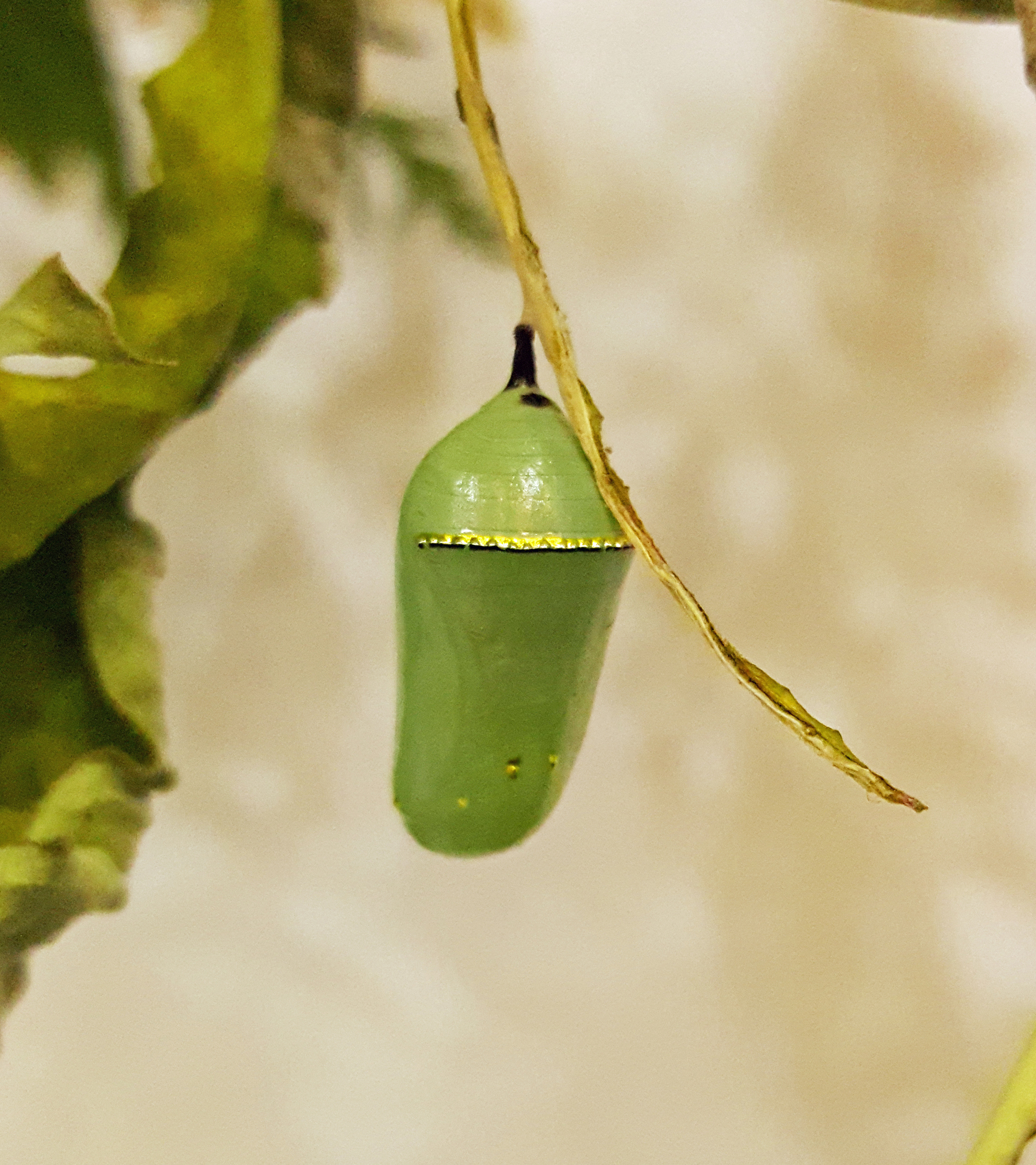 monarch chrysalis | Pics4Learning