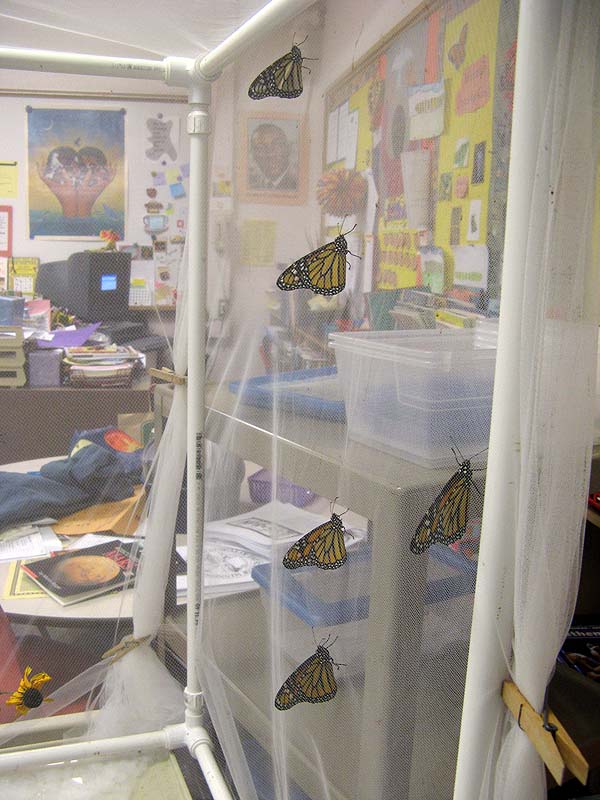 Monarchs in the classroom | Pics4Learning