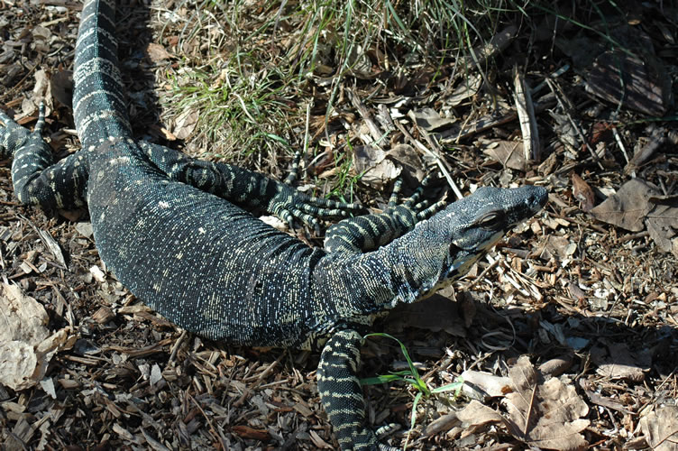 Monitor lizard | Pics4Learning