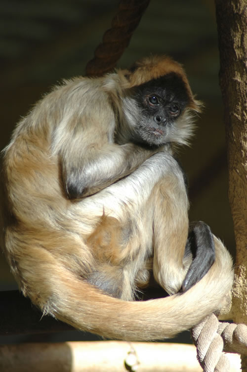 Monkey | Pics4Learning