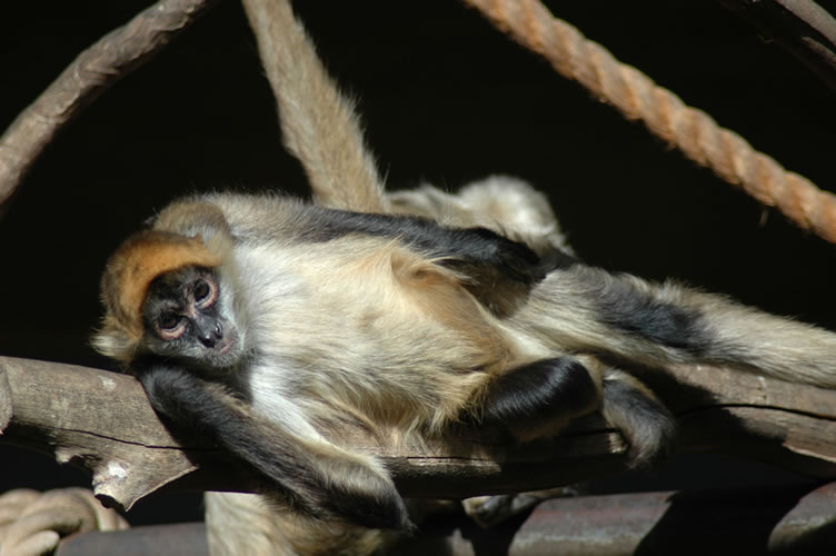 Monkey | Pics4Learning