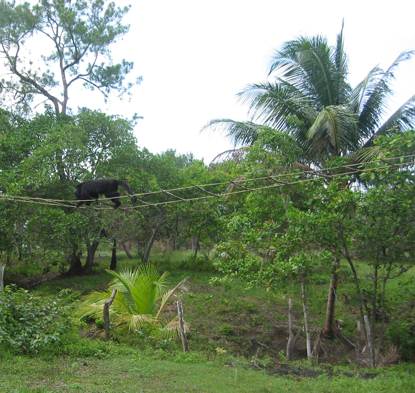 Howler Monkey on Monkey Bridge | Pics4Learning