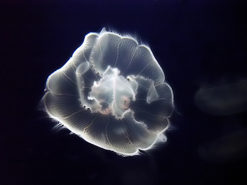 Moon Jelly | Pics4Learning