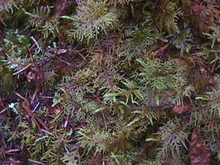 lichens and moss | Pics4Learning