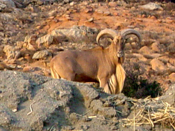 Mouflon or wild sheep | Pics4Learning