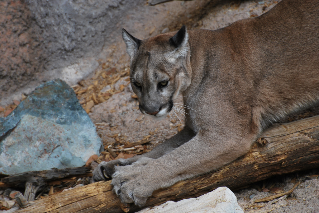 Scratching Post | Pics4Learning