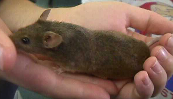 A mouse that is a classroom pet | Pics4Learning