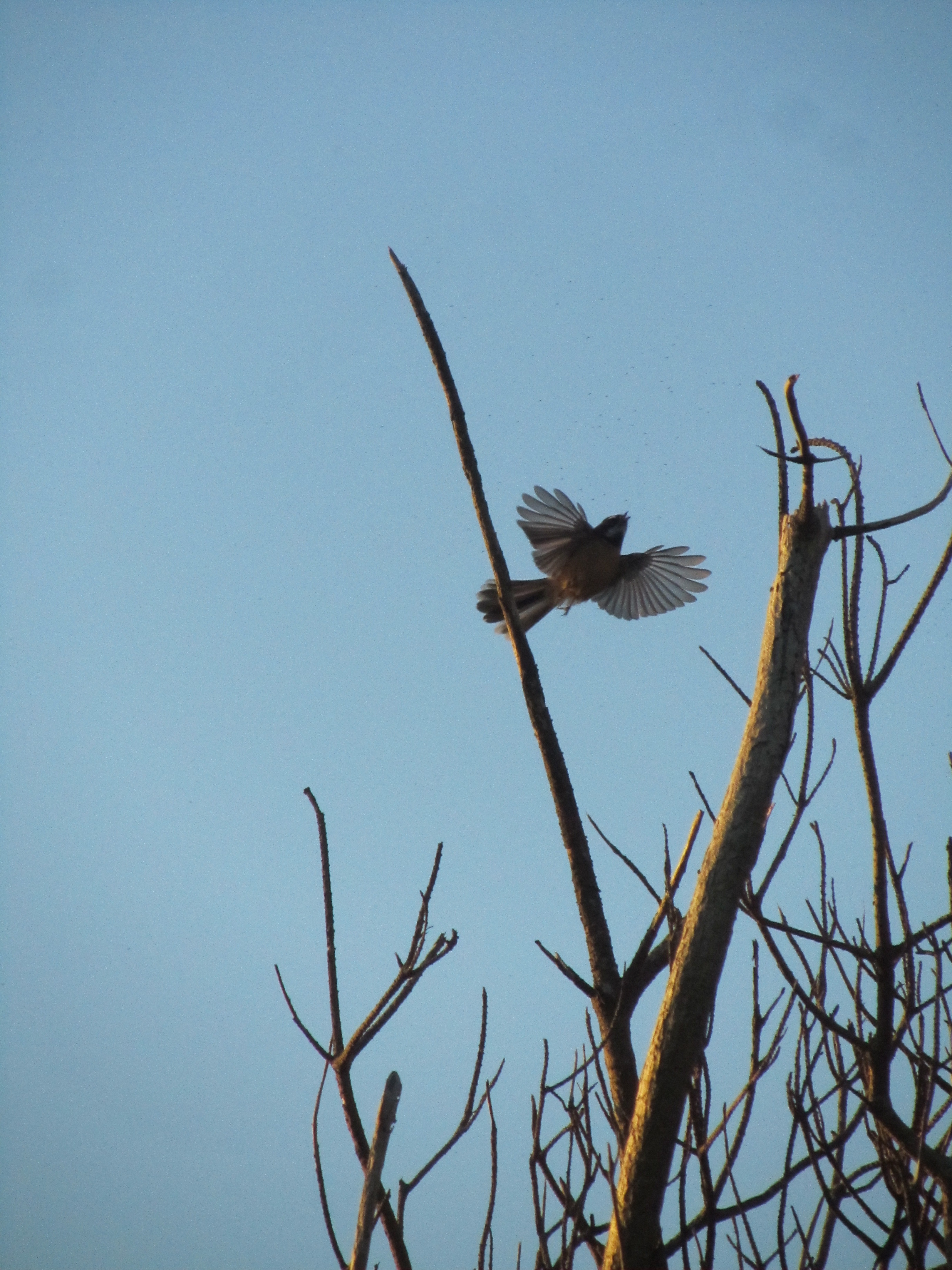 Fantail eating fleas. | Pics4Learning