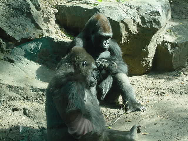 Gorillas | Pics4Learning