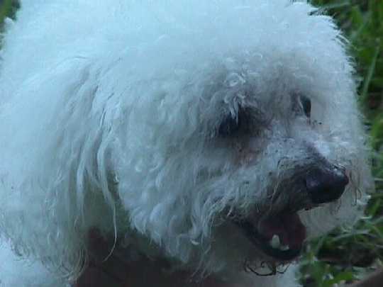 Winston the pet Bichon Frieze dog | Pics4Learning