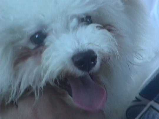 Elizabeth the pet Bichon Frieze dog | Pics4Learning