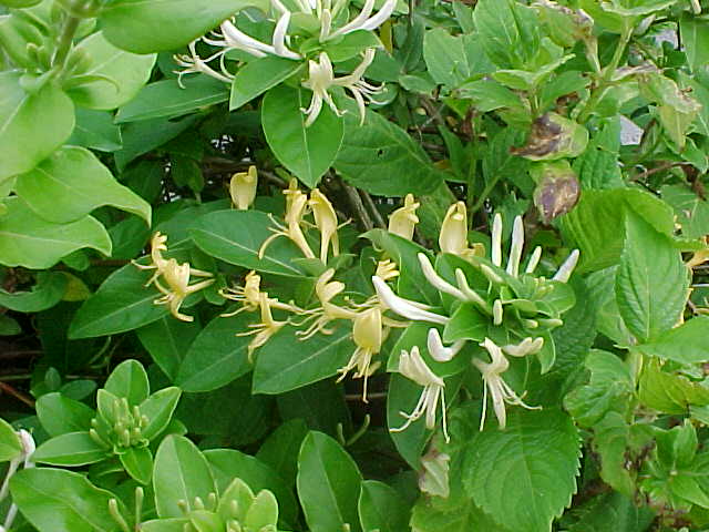 Honeysuckle Pics4learning