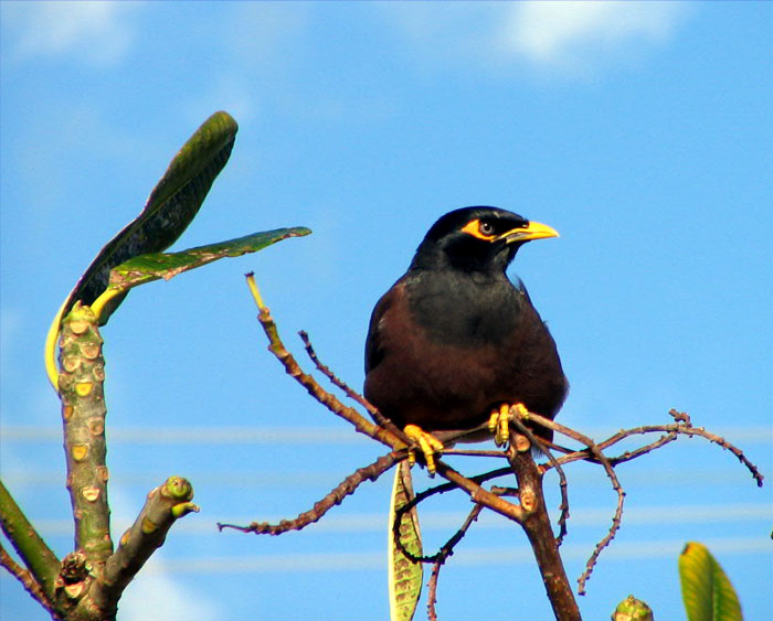 Myna Bird | Pics4Learning