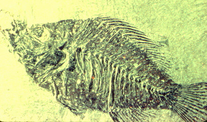 fossil fish green river shale Wyoming | Pics4Learning