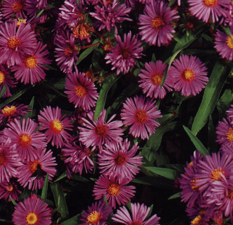 NEw England Aster | Pics4Learning