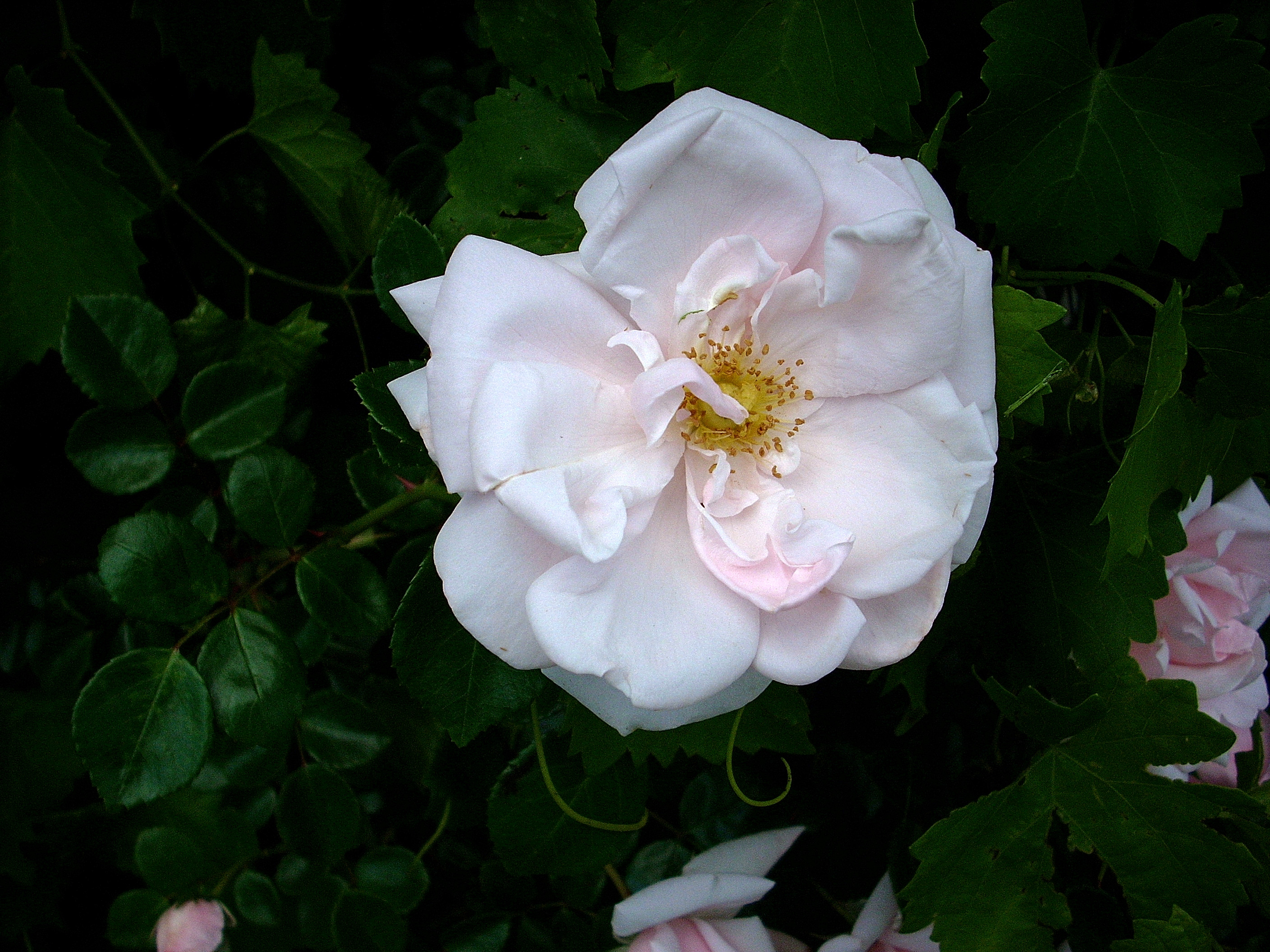 New Dawn Rose | Pics4Learning