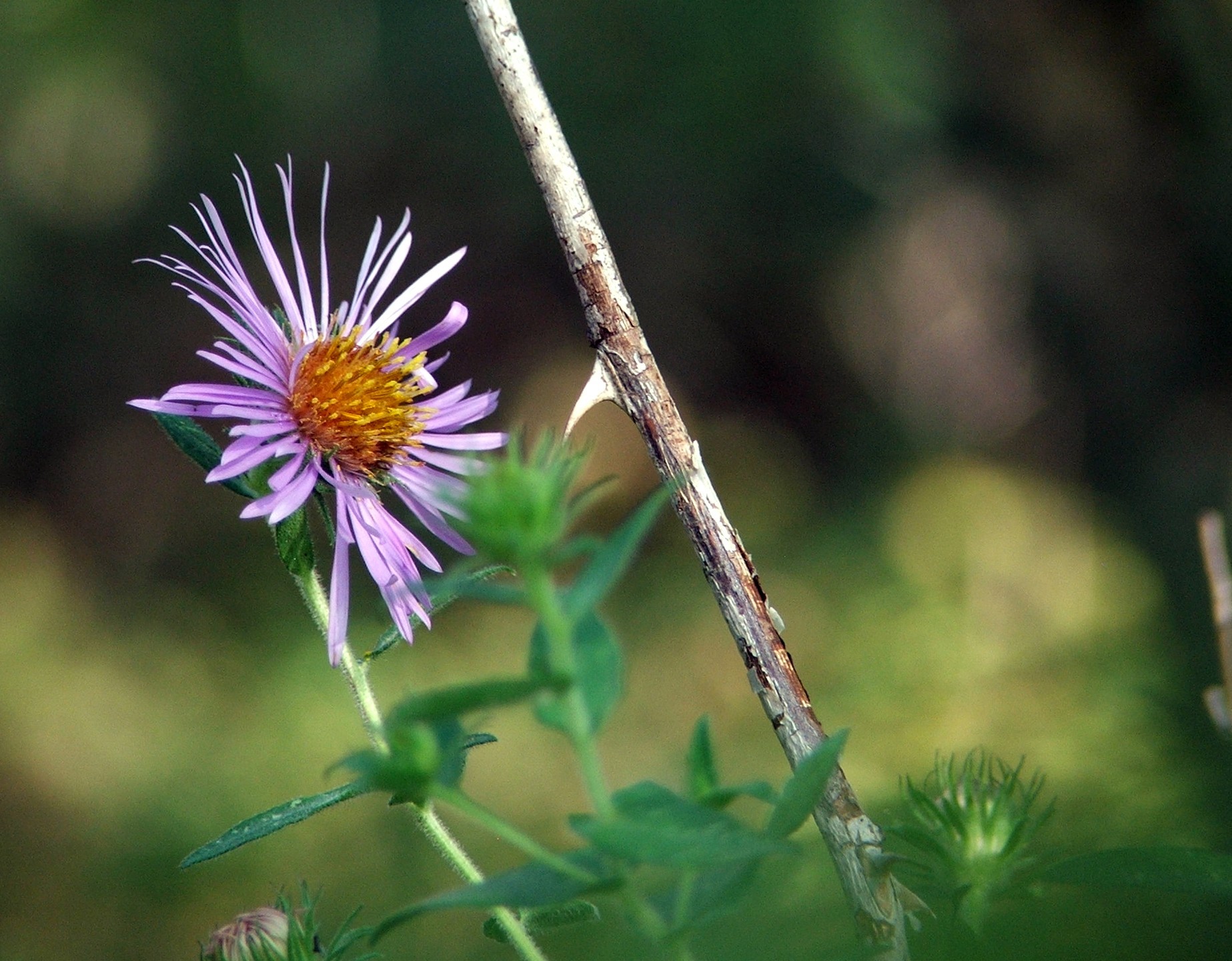 New England Aster Wildflower | Pics4Learning