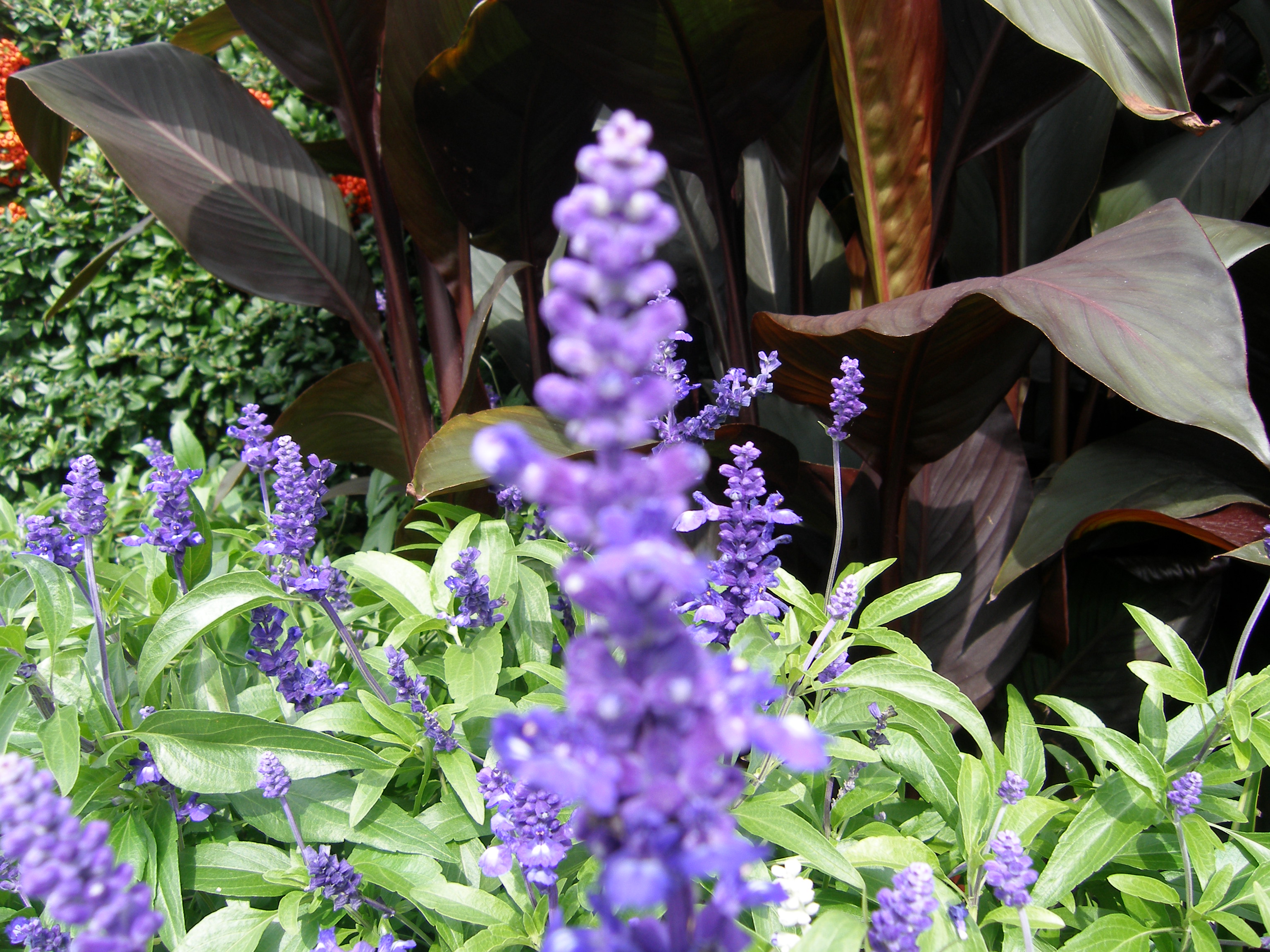 Flower | Pics4Learning