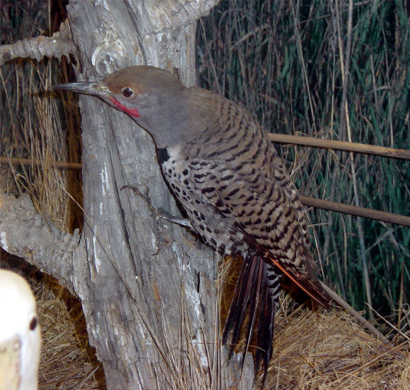 Northern Flicker | Pics4Learning