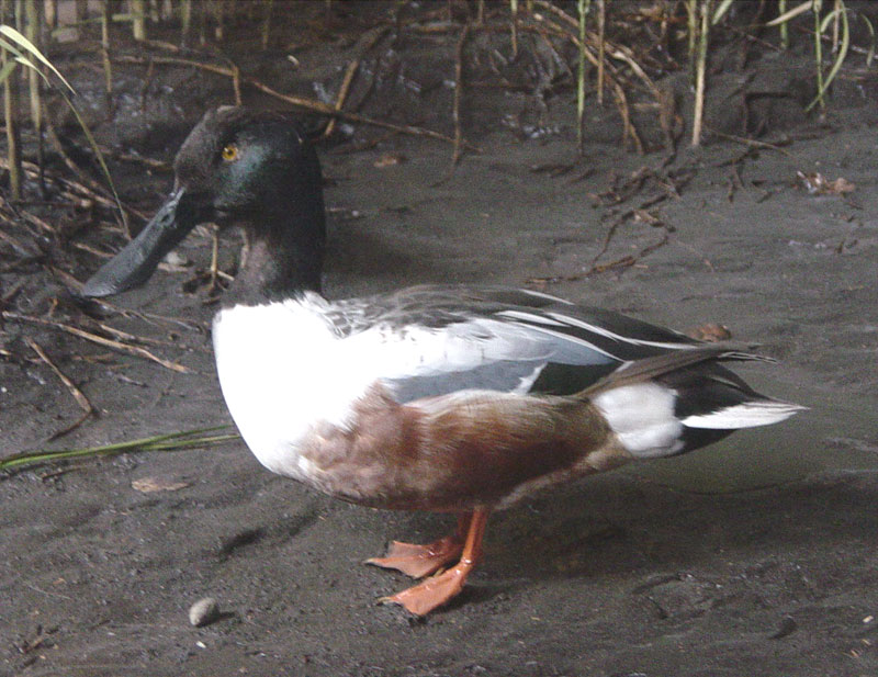 Northern Shoveler Duck | Pics4Learning