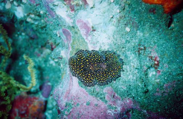 Nudibranch | Pics4Learning