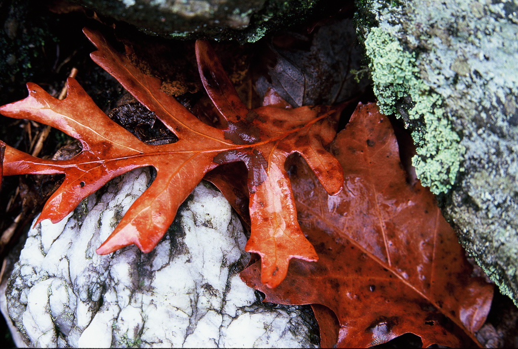 Oak Leaf | Pics4Learning