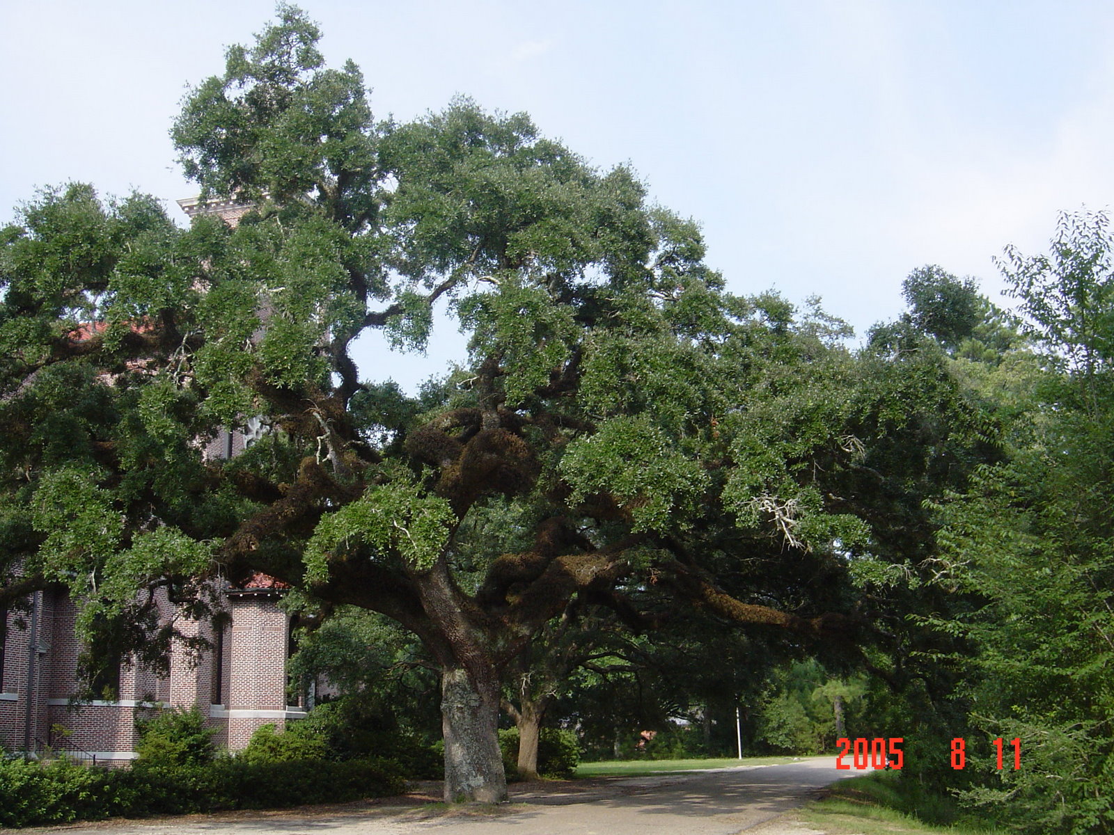 Oak Tree | Pics4Learning