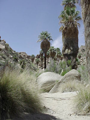 Oasis | Pics4Learning
