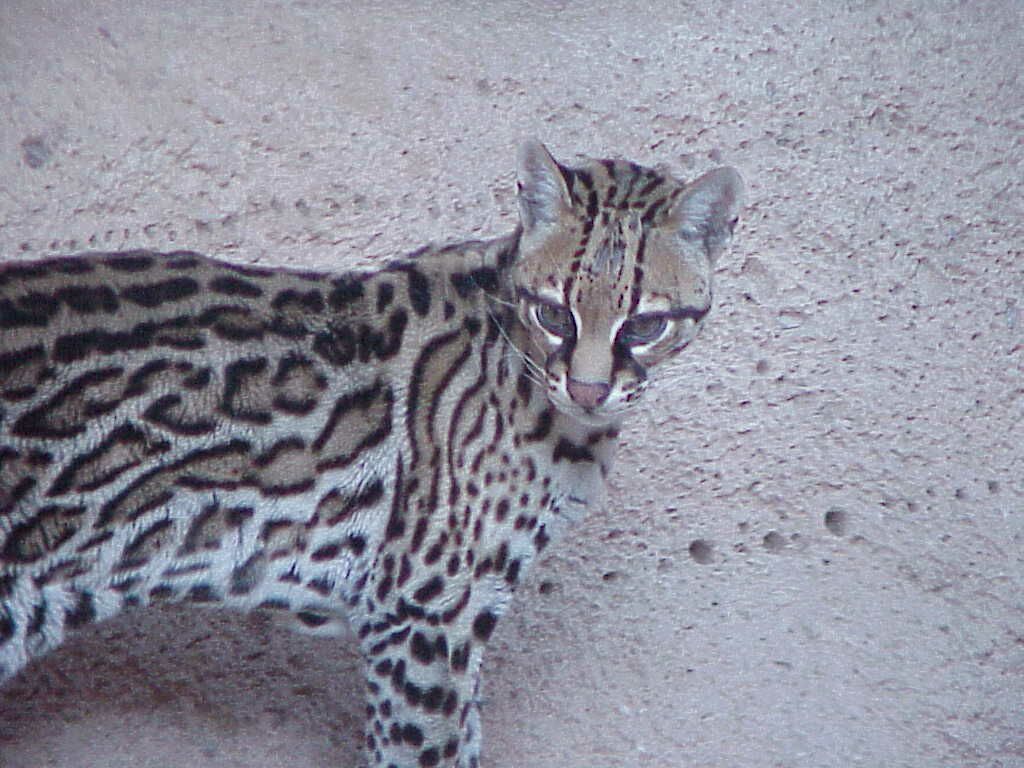 Ocelot | Pics4Learning