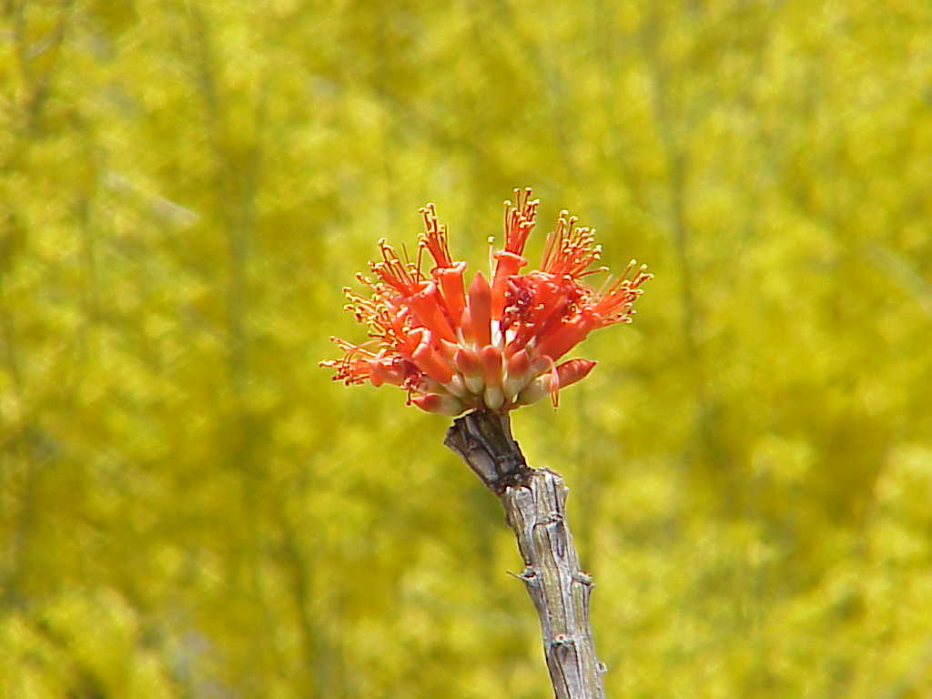 Octillo Bloom | Pics4Learning