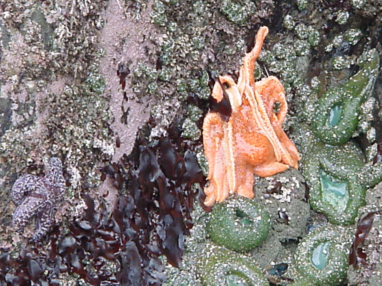 Octopus and Anemones | Pics4Learning