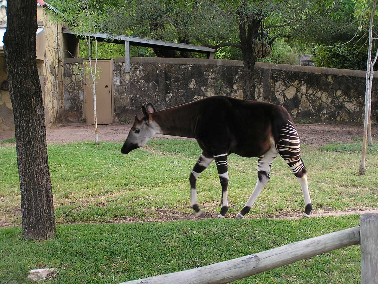 Okapi | Pics4Learning
