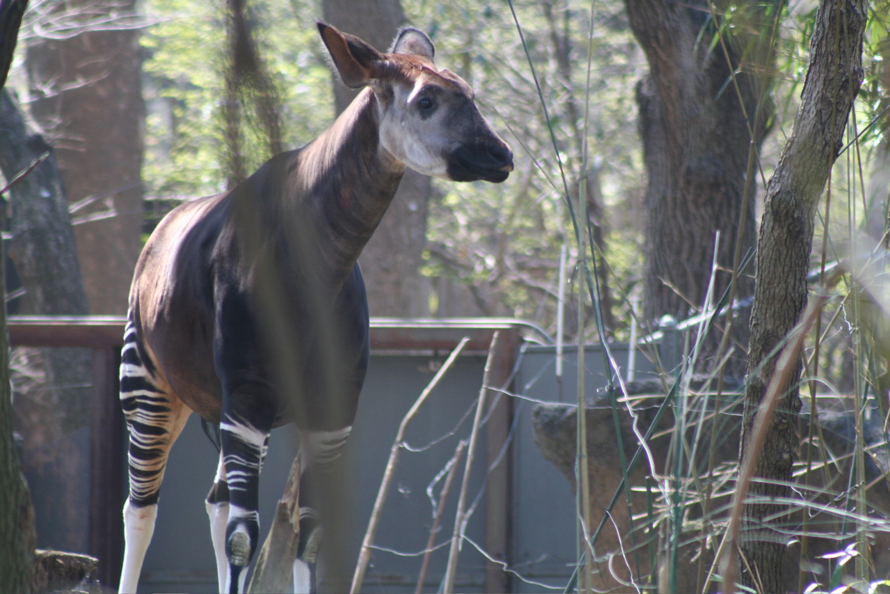 Okapi | Pics4Learning