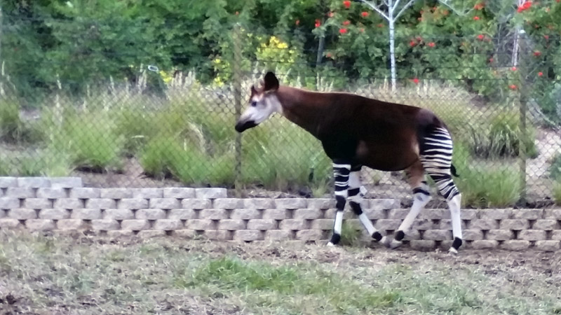 Okapi | Pics4Learning