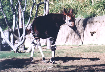Okapi | Pics4Learning