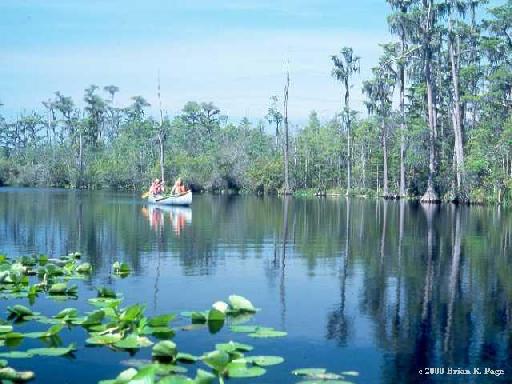 Canoeing in the Okefenokee Swamp. | Pics4Learning